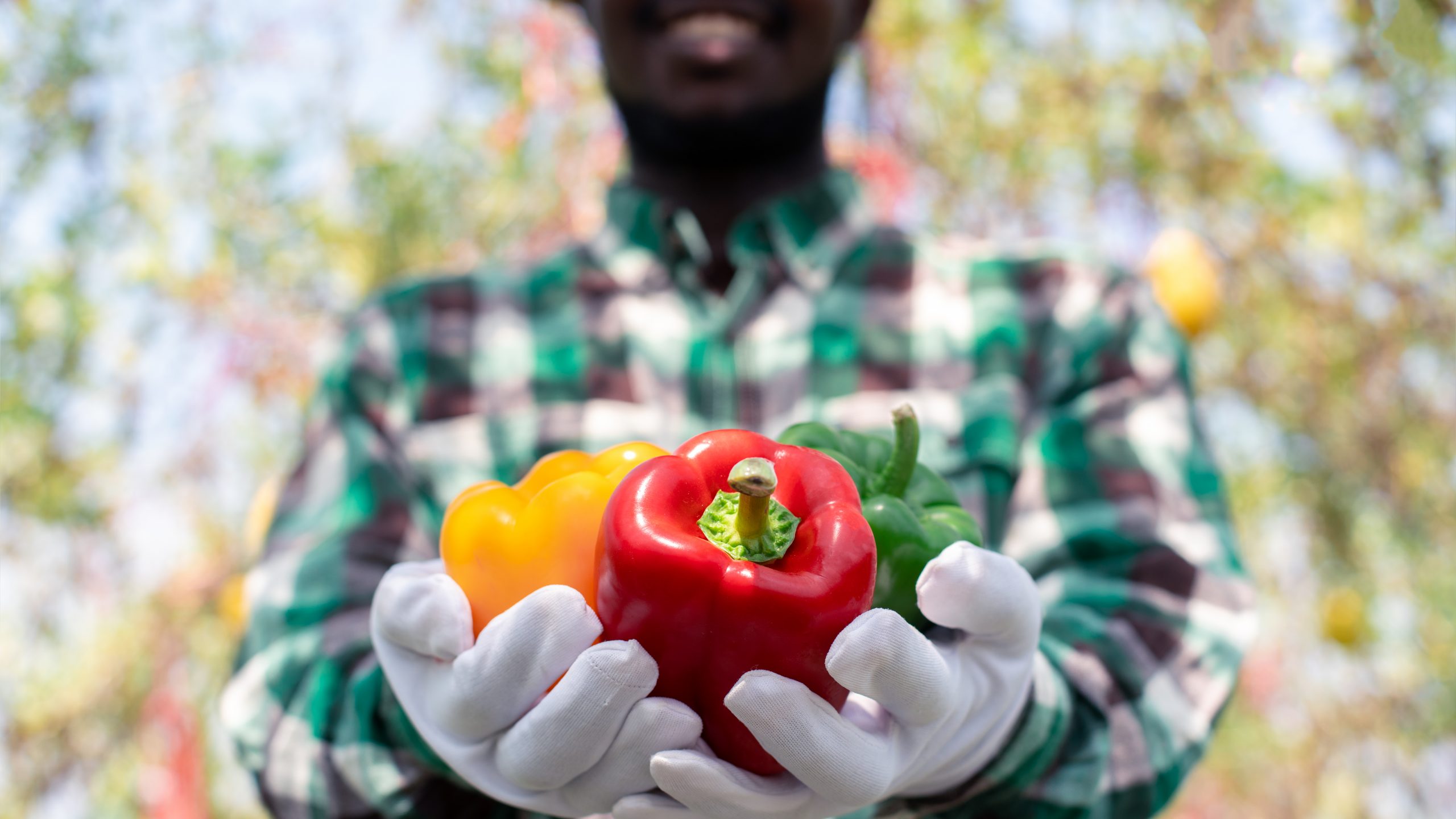 Fruit Quality – From Farm to Fork - Agrijob